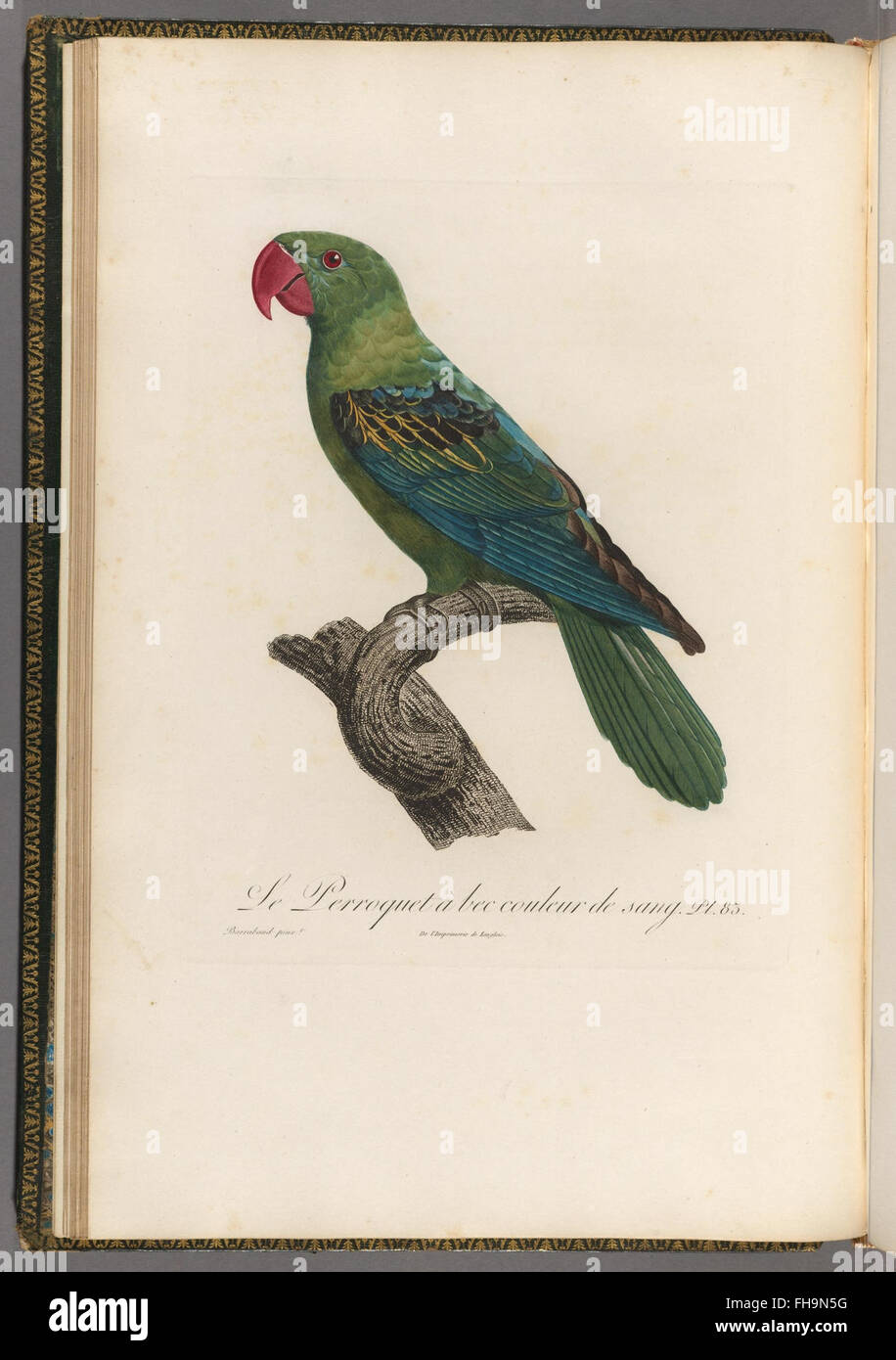 Natural history of parrots, a comprehensive study of parrot species and ...