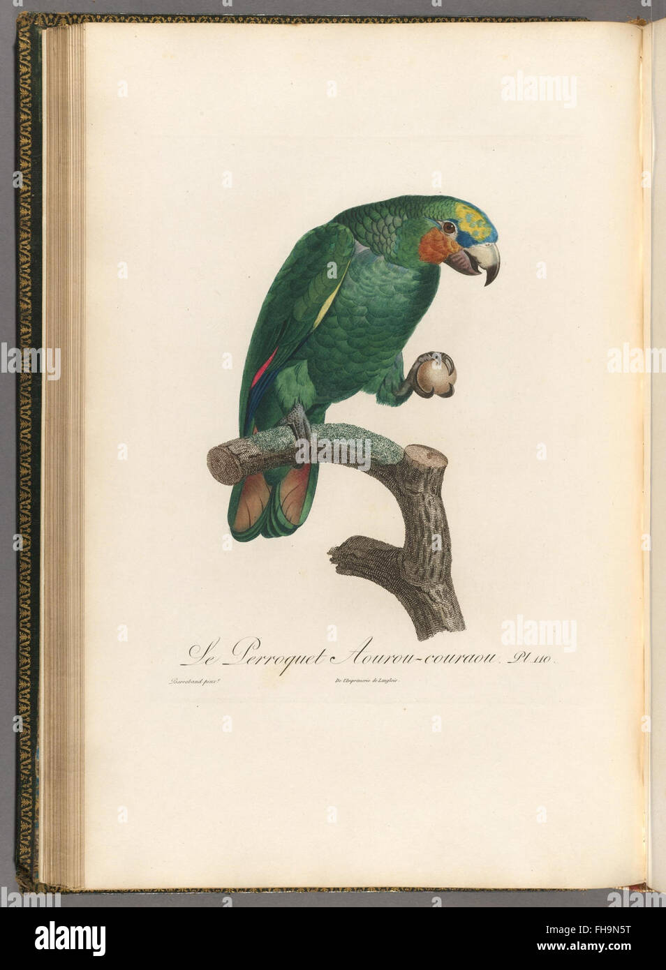 A French natural history work focusing on parrots, housed in the Peter ...
