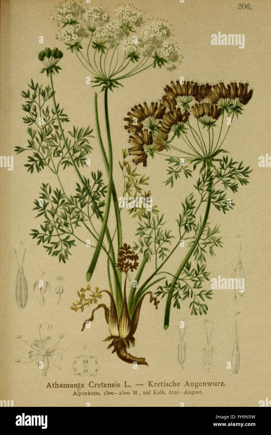 Atlas der Alpenflora, a detailed botanical atlas documenting the alpine ...