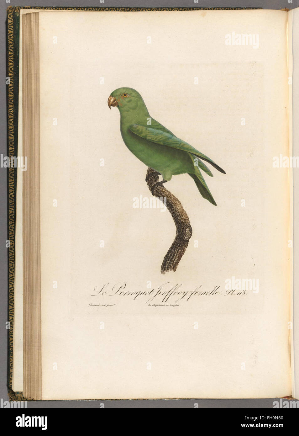 Natural history of parrots, documenting various species, held at the ...