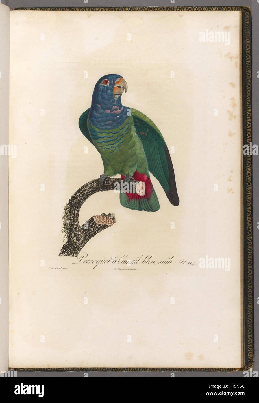 A comprehensive natural history of parrots, focusing on their biology ...