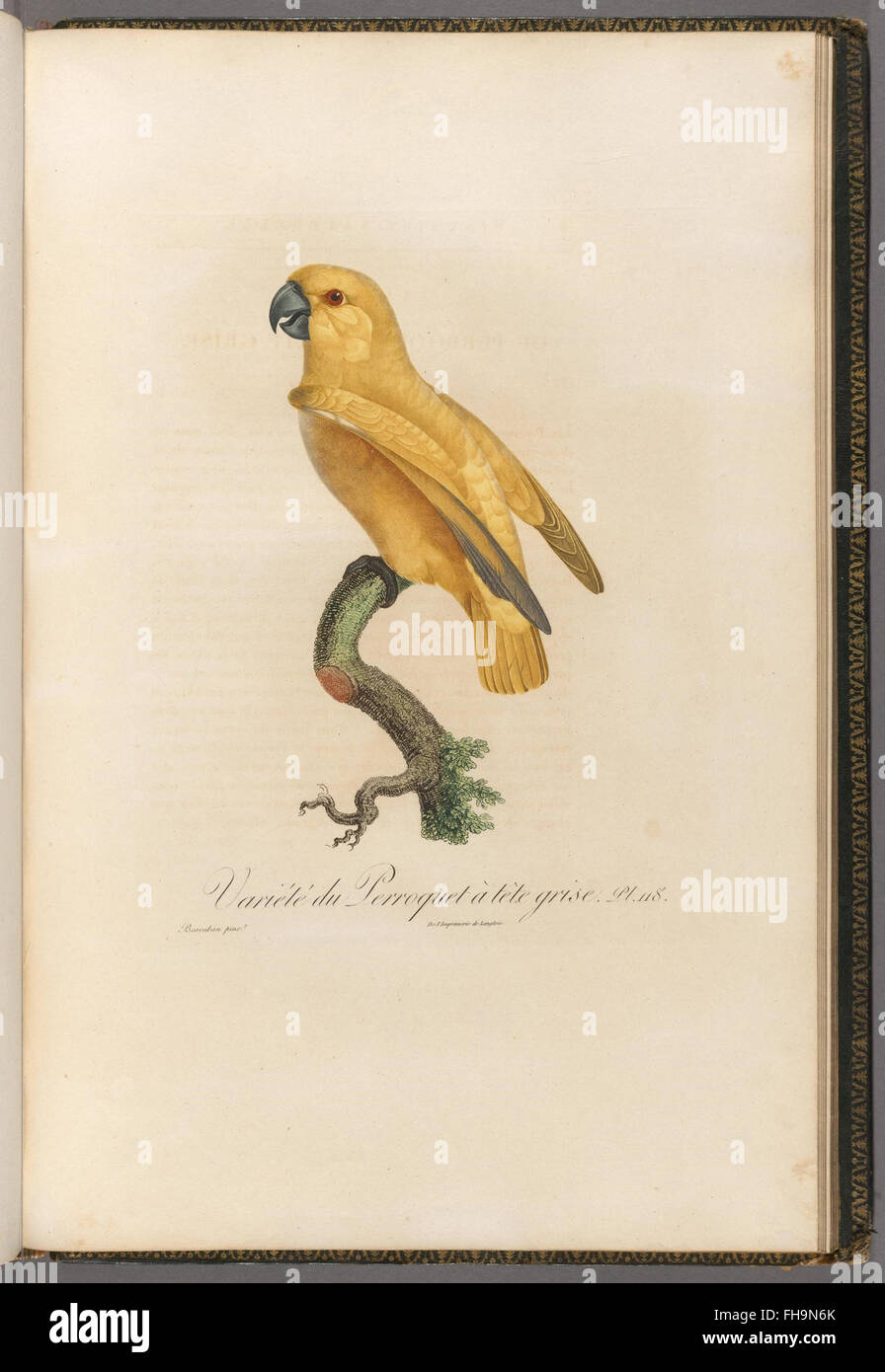 A comprehensive natural history of parrots, examining their species ...