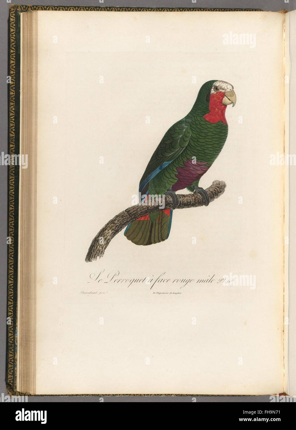 Natural History of Parrots, a comprehensive study of parrot species ...
