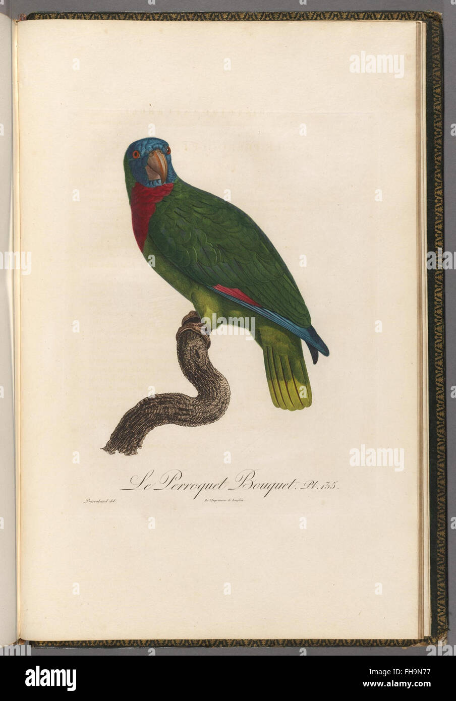 A comprehensive natural history of parrots, detailing their species ...