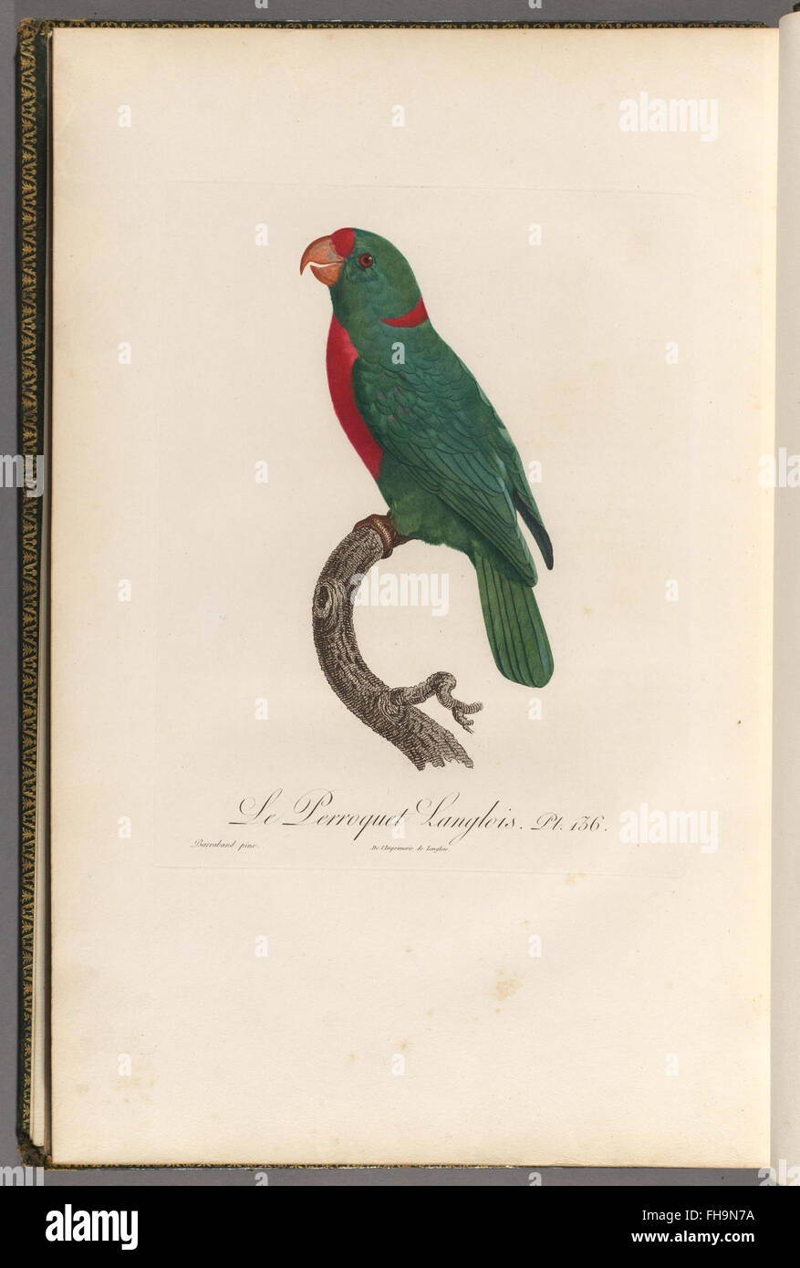 A natural history study on parrots, focusing on species diversity ...