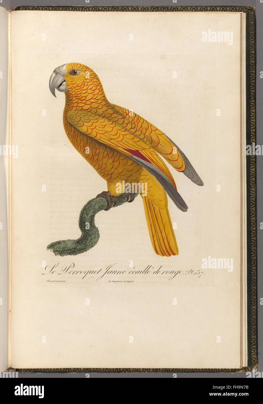 A comprehensive study of parrots, focusing on their natural history ...