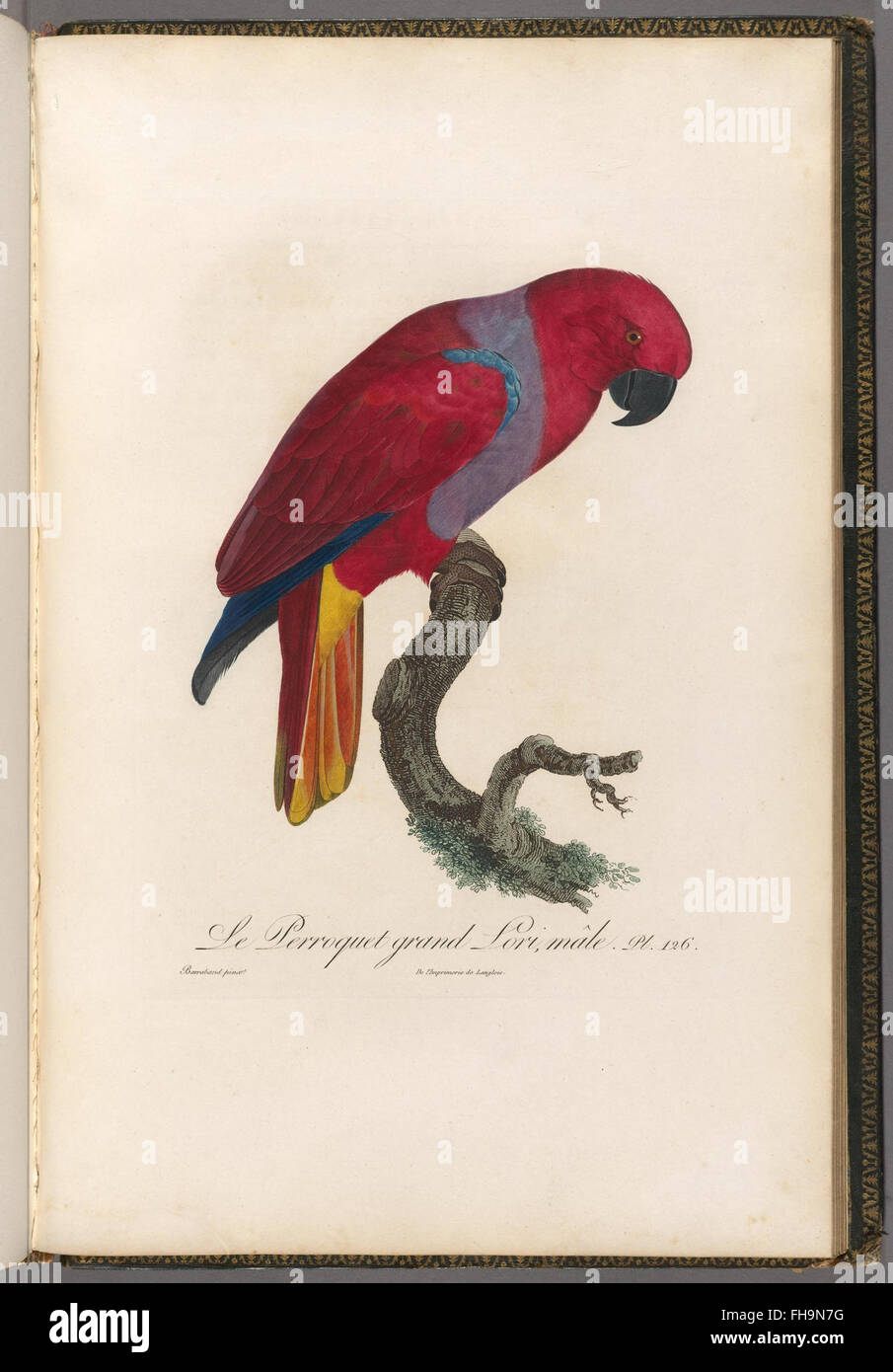 Natural history of parrots Stock Photo - Alamy