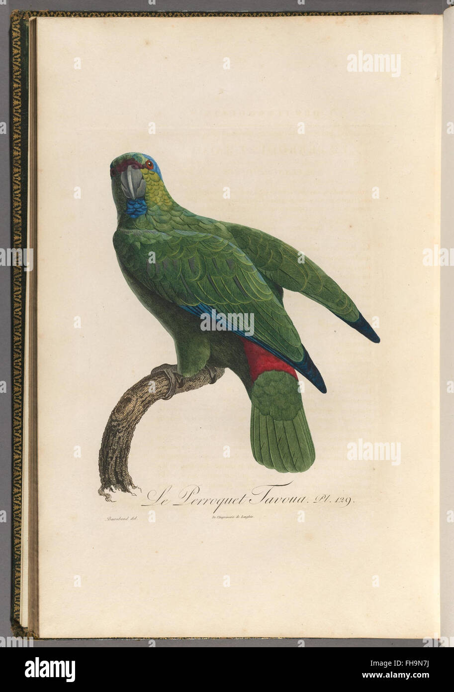 A comprehensive work on the natural history of parrots, featuring ...