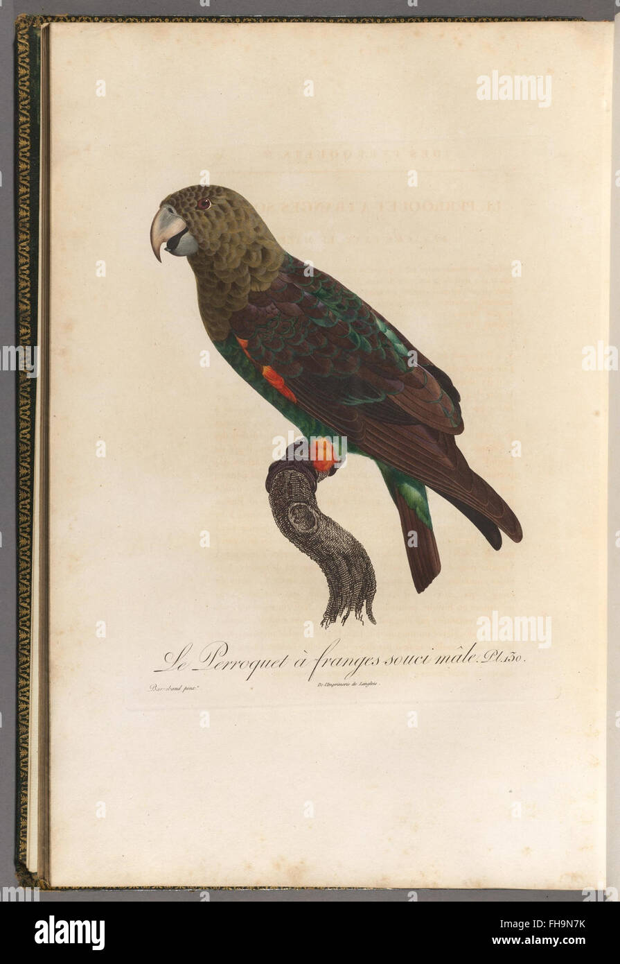 Histoire naturelle des perroquets, Missouri Botanical Garden, Peter H ...