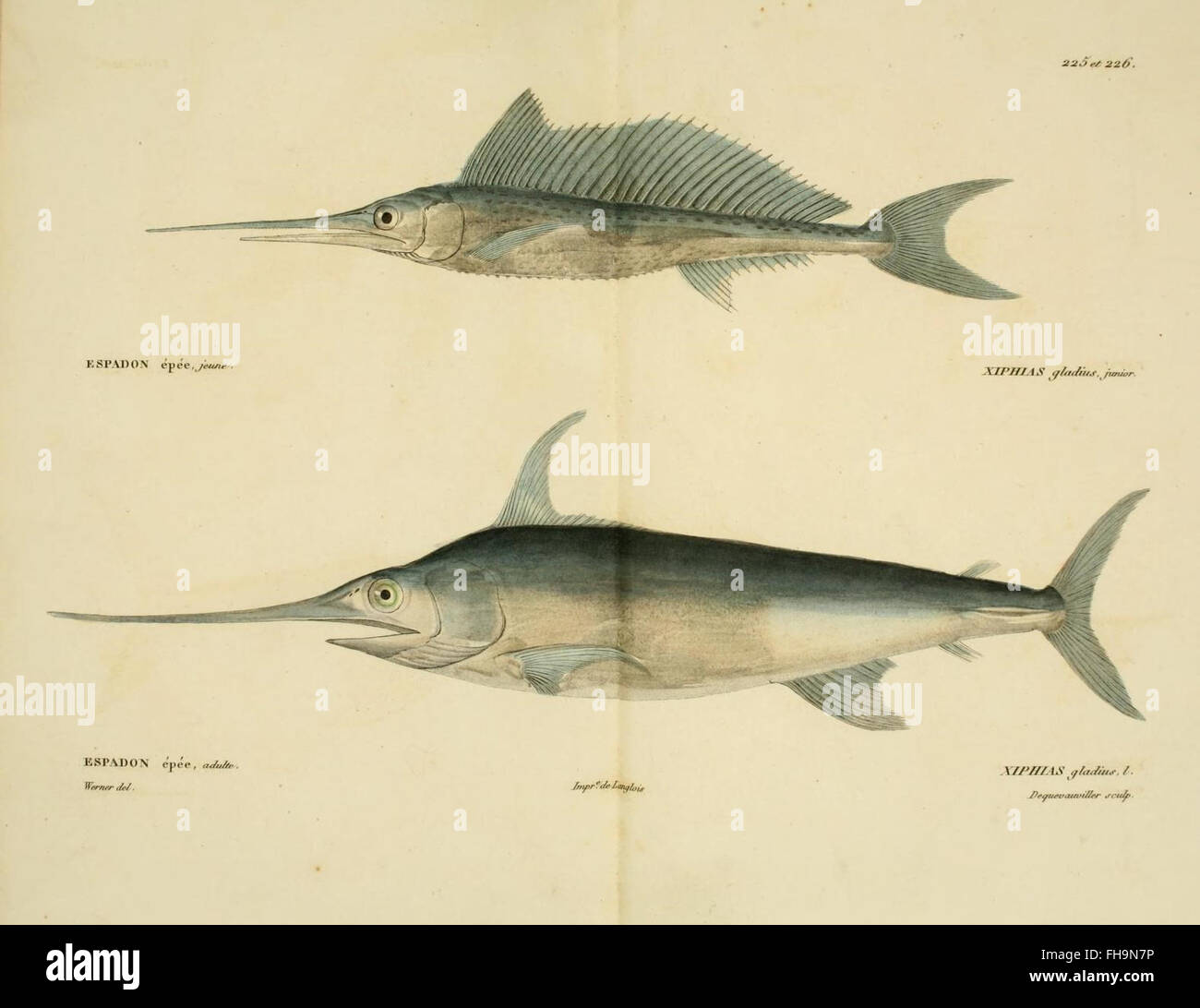 A comprehensive natural history of fish, from species identification to ...