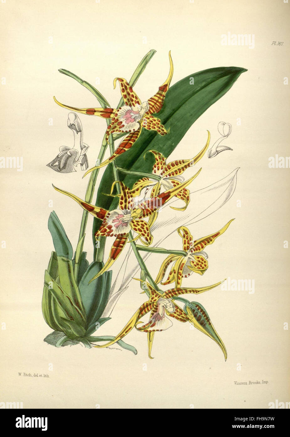 Focus on horticultural classification hi-res stock photography and images - Alamy