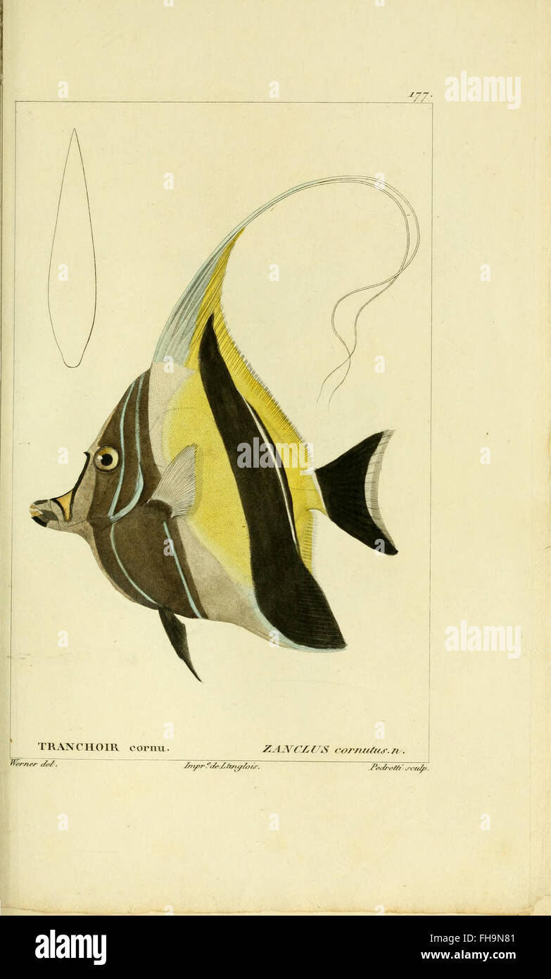 A French work on the natural history of fish, detailing the species ...