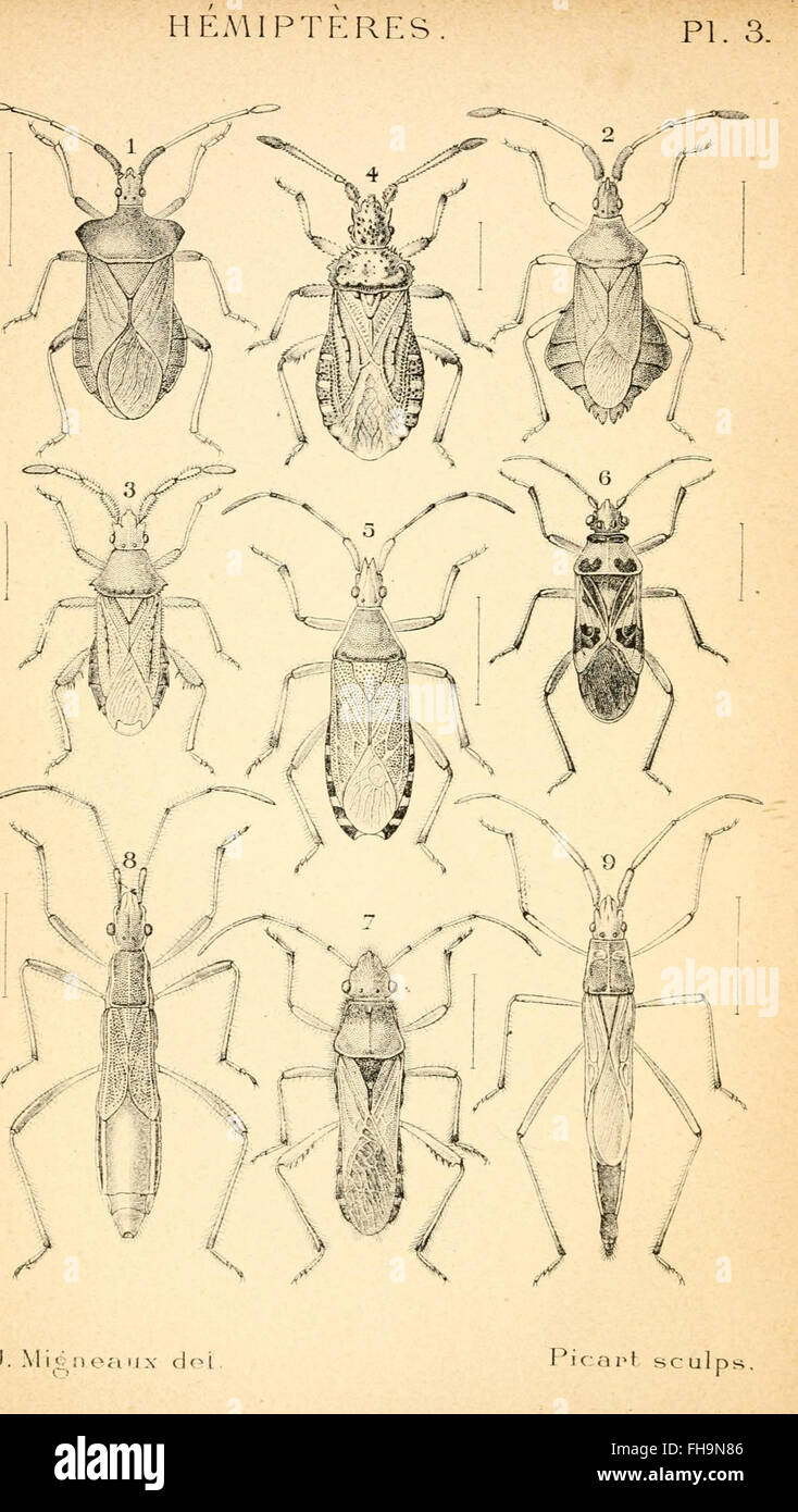 A detailed study on the Hemiptera (true bugs) of France, exploring ...