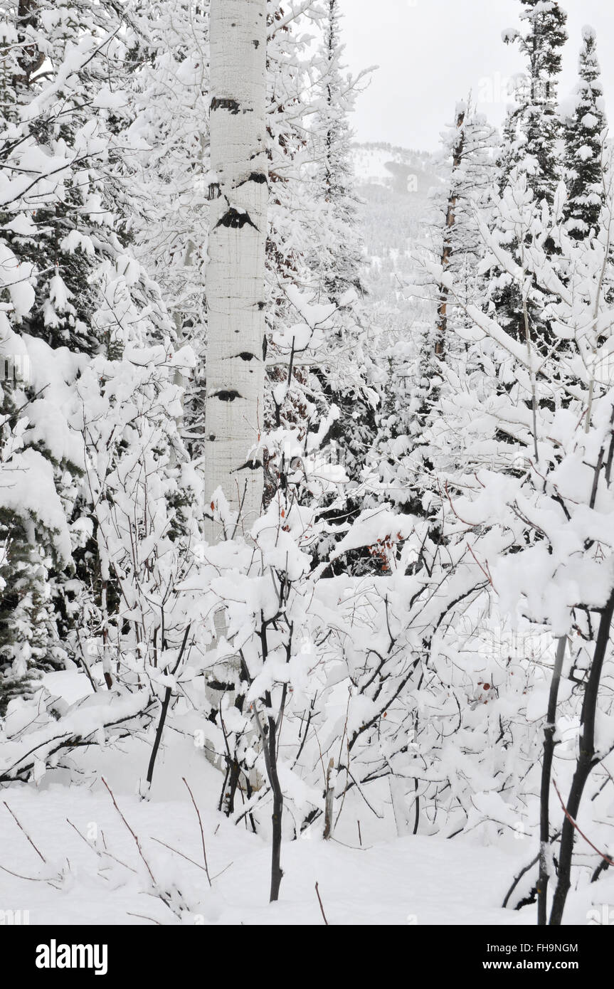 Vertical view of heavy snowfall on stand of Spruce and Aspen trees ...