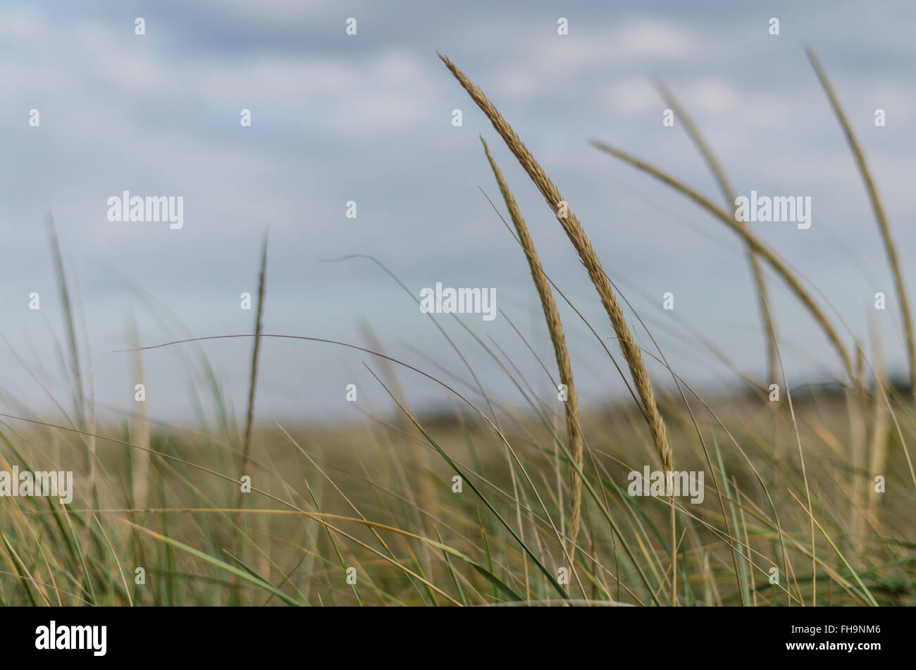 Beach brush hi-res stock photography and images - Alamy