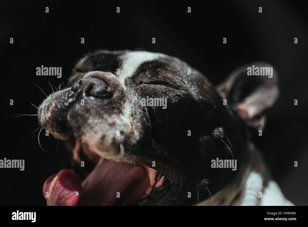 Portrait of yawning French Bulldog Stock Photo - Alamy