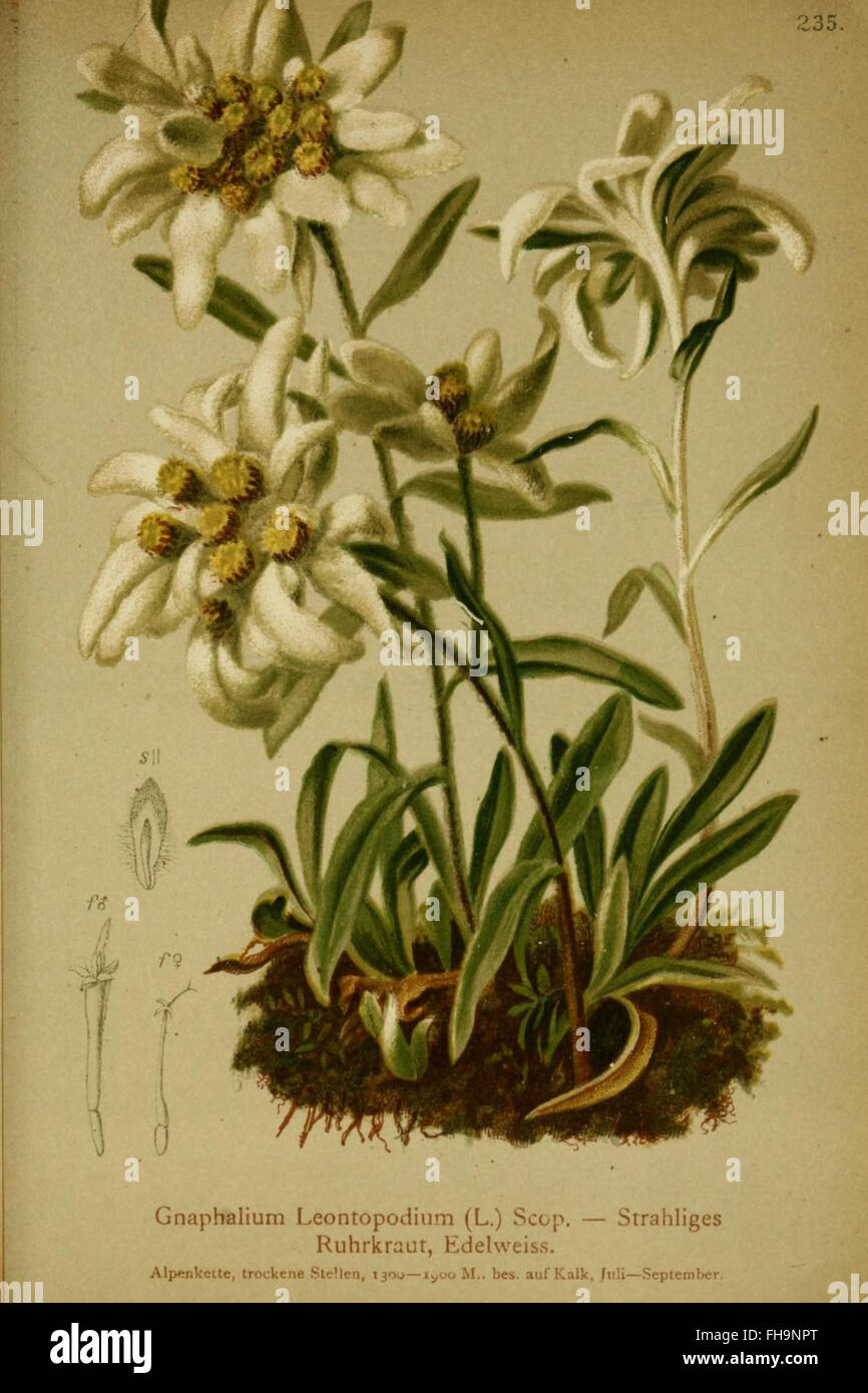 An atlas showcasing the flora of the Alps, focusing on alpine plant ...