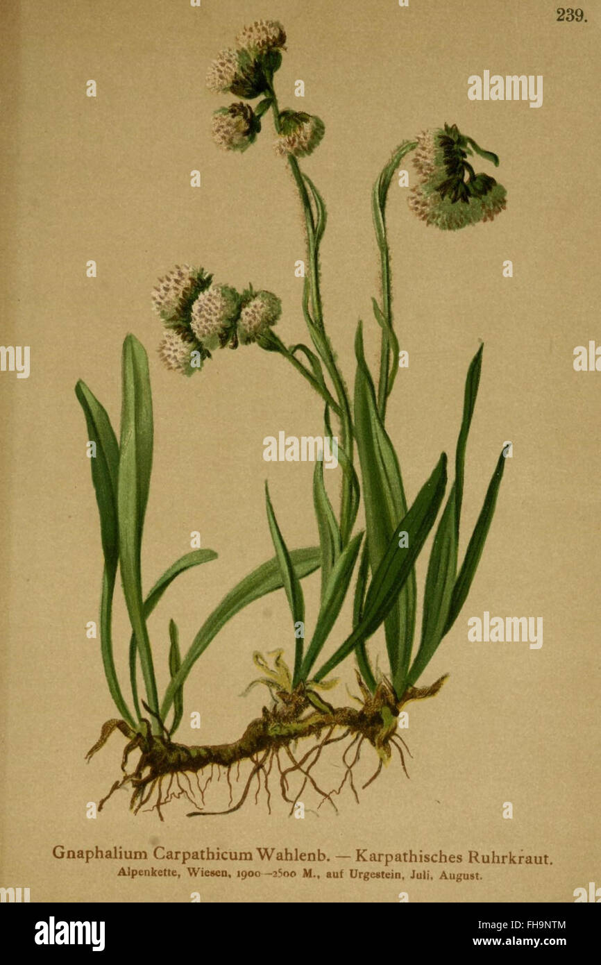 An atlas of alpine flora detailing plant species native to the Alps ...