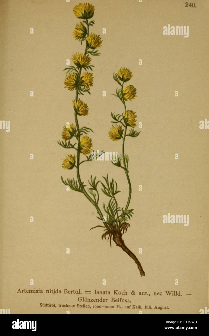 An atlas of alpine flora, featuring mountain plants from the Alps, with ...
