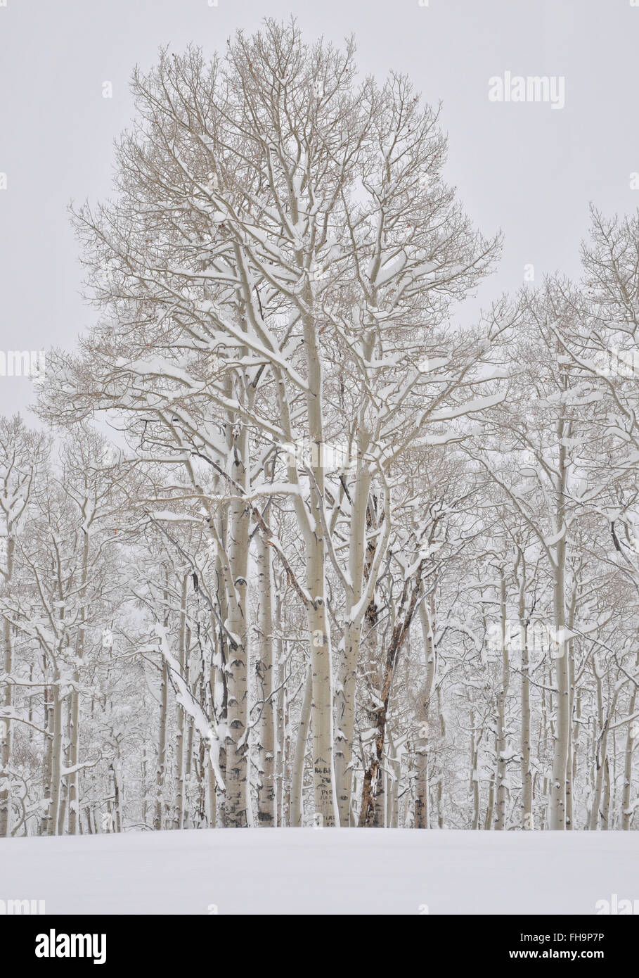 Vertical view of snow covered Aspen trees Stock Photo - Alamy