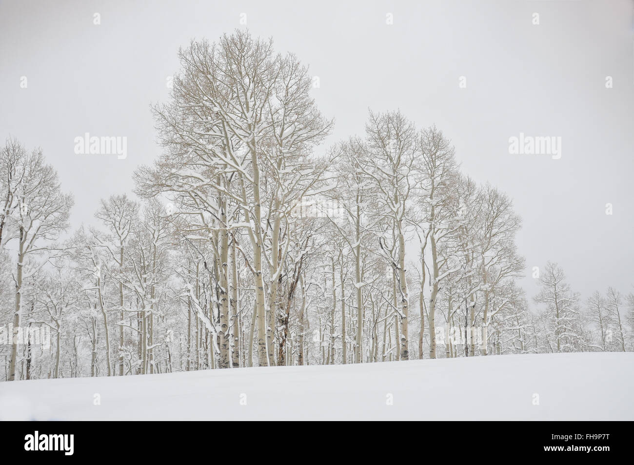 Mature aspen trees hi-res stock photography and images - Alamy