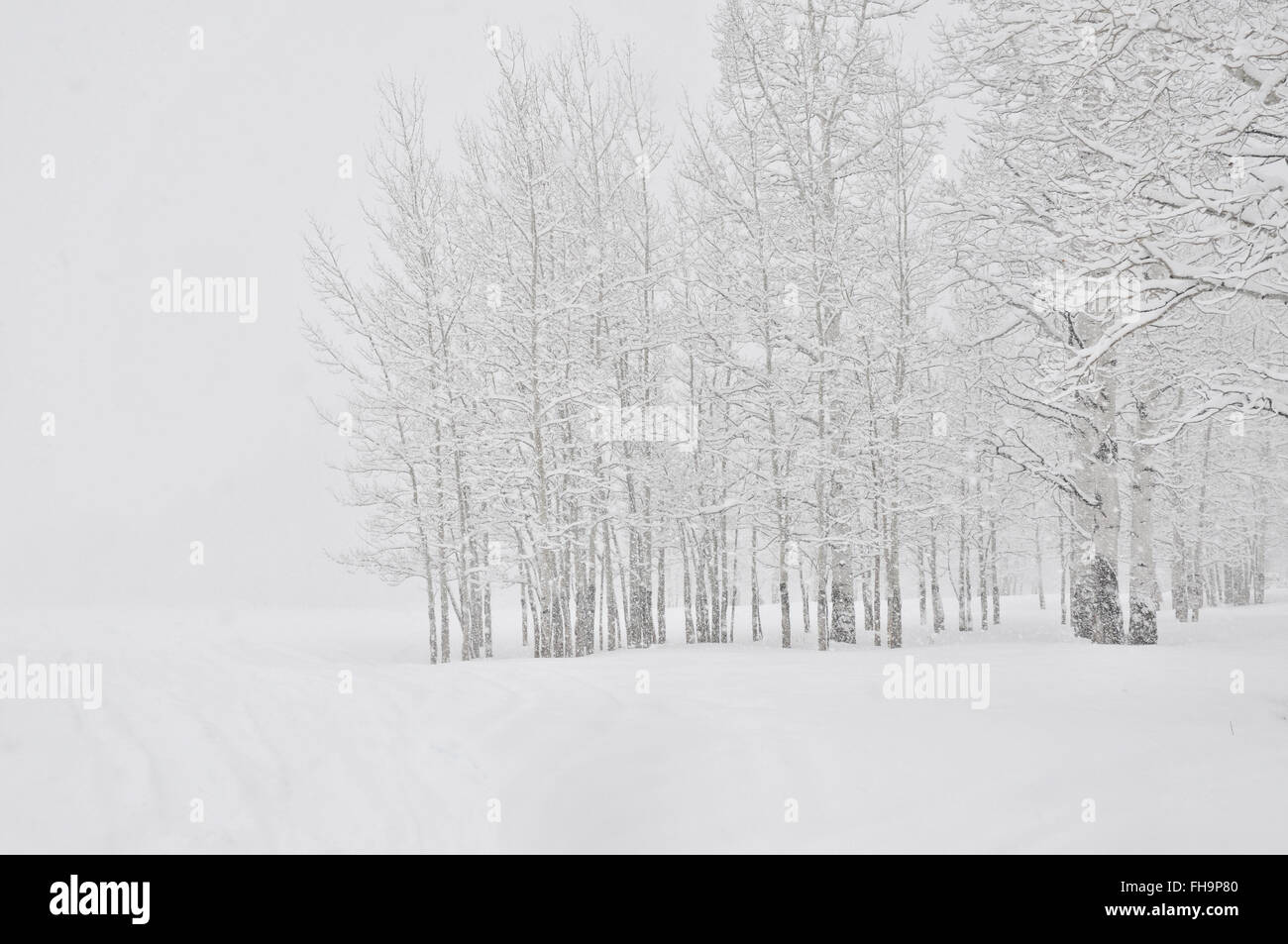 Stand of Aspen trees near meadow in heavy snowfall Stock Photo - Alamy
