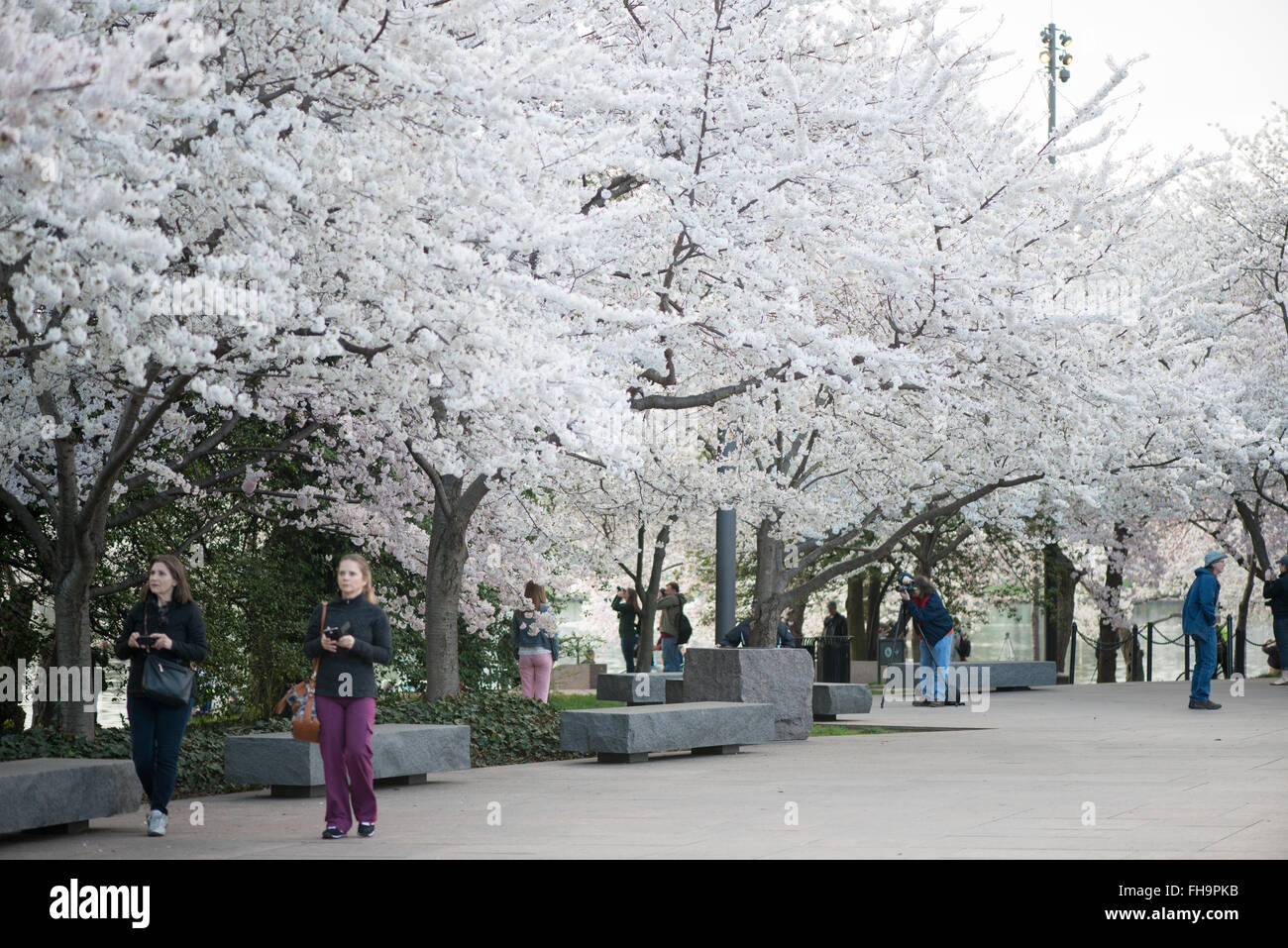 Cherry blossom trees in full bloom hi-res stock photography and images ...