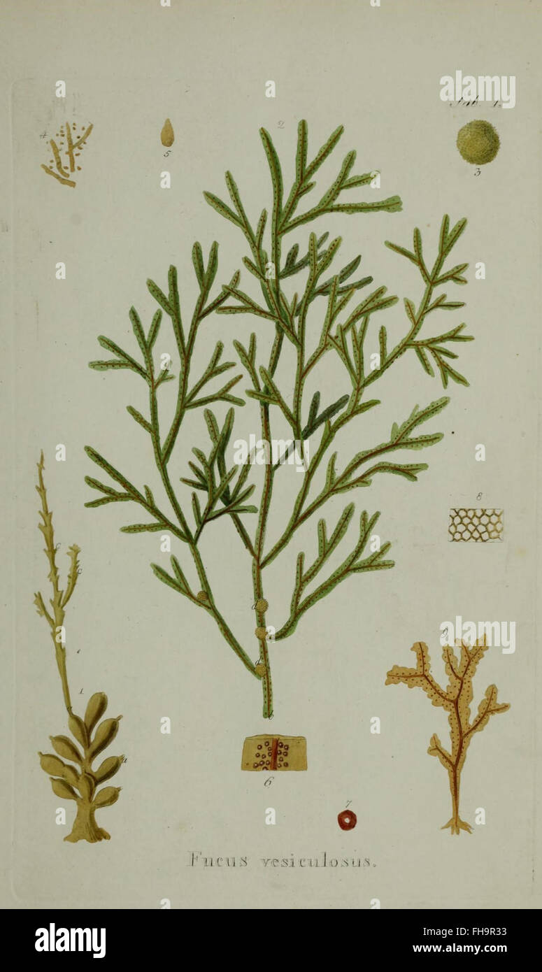 An illustrated work on the hydrophytes and algae of Naples, part of the ...