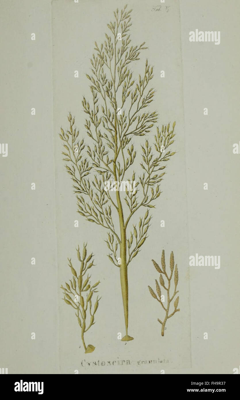 Algae Cryptogamia Harvard University Botany Libraries Naples (Kingdom ...