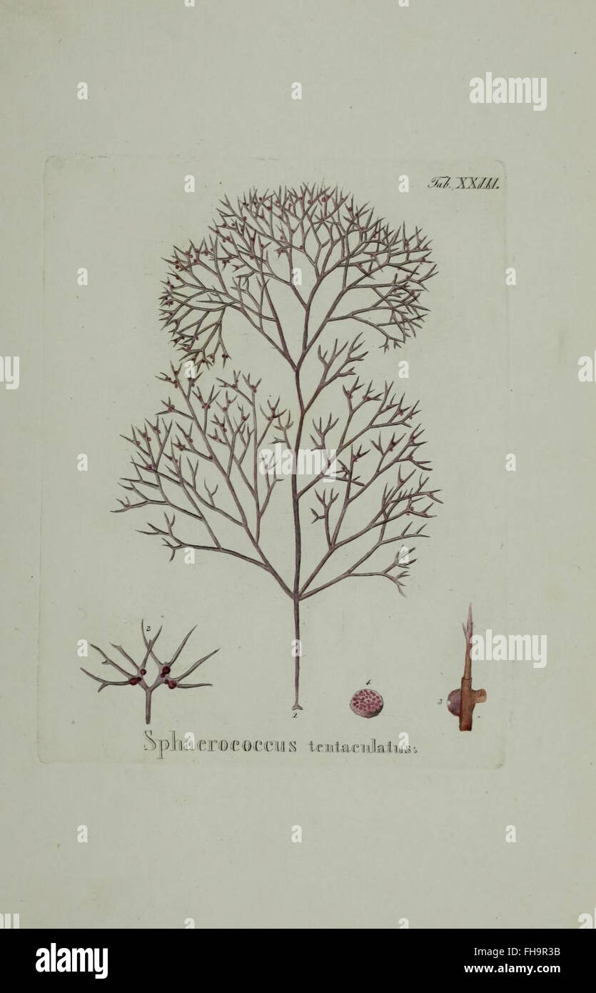 Hydrophytologiae Regni Neapolitani, Algae, Cryptogamia, Naples ...