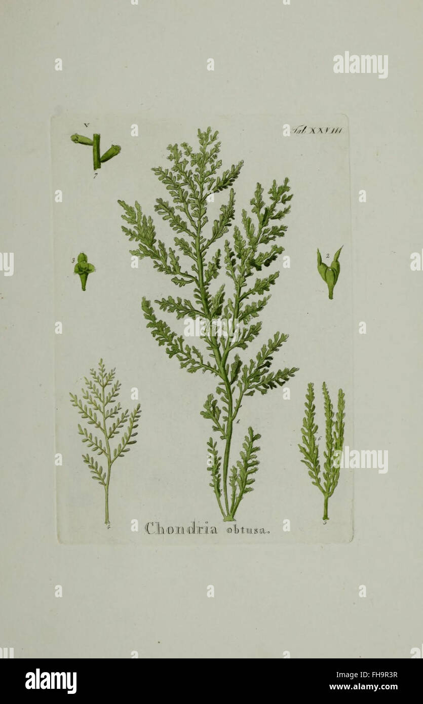 A botanical work detailing the aquatic plants and algae of Naples ...