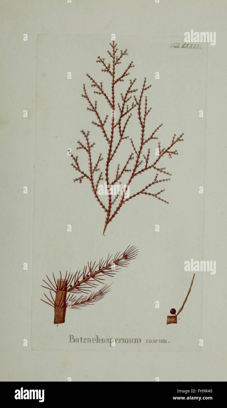 Hydrophytologiae regni neapolitani hi-res stock photography and images ...