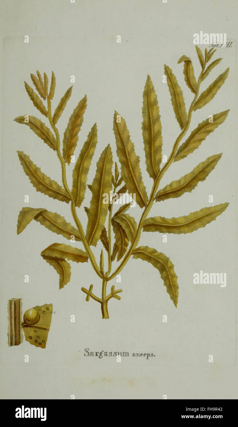 Illustrations of aquatic plants and algae from the Kingdom of Naples ...
