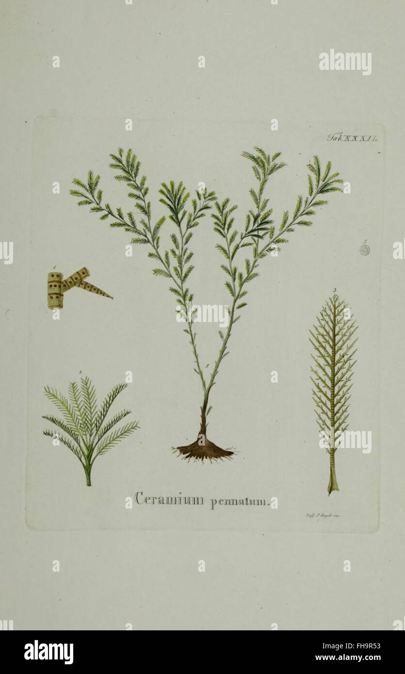 Hydrophytologiae regni neapolitani hi-res stock photography and images ...