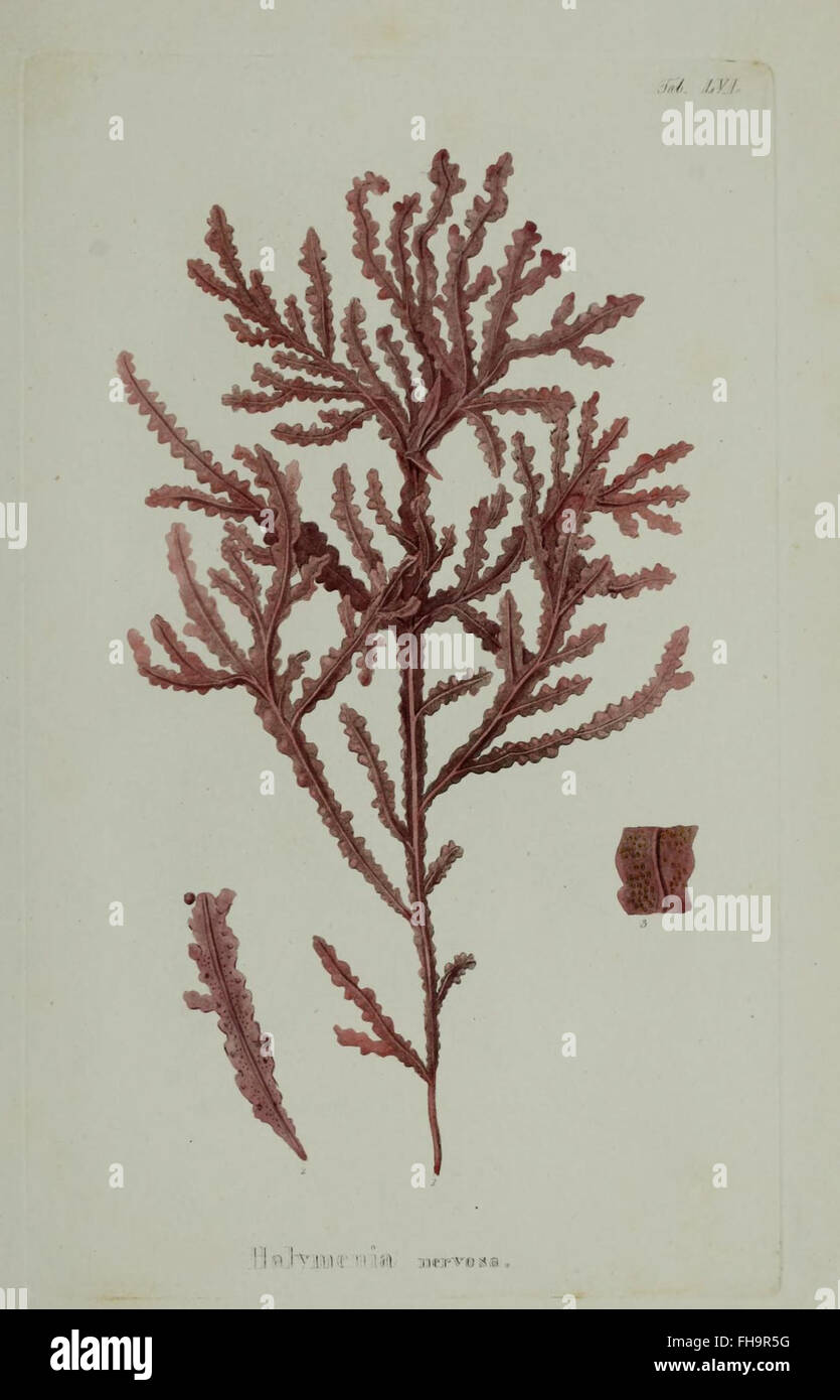 A botanical work featuring the aquatic plants and algae of the Kingdom ...