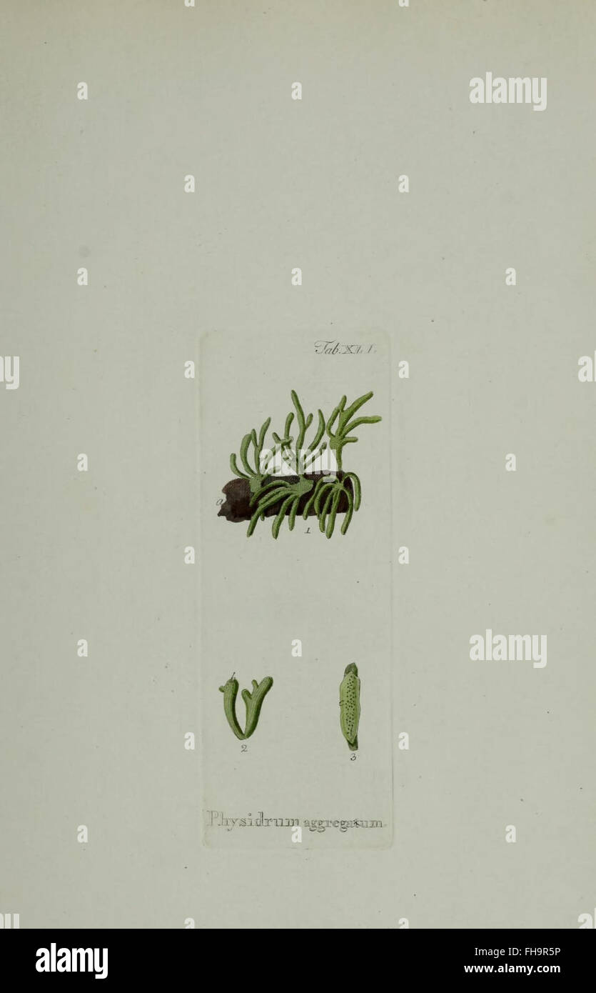An illustrated work on the hydrophytes (aquatic plants) of the Kingdom ...