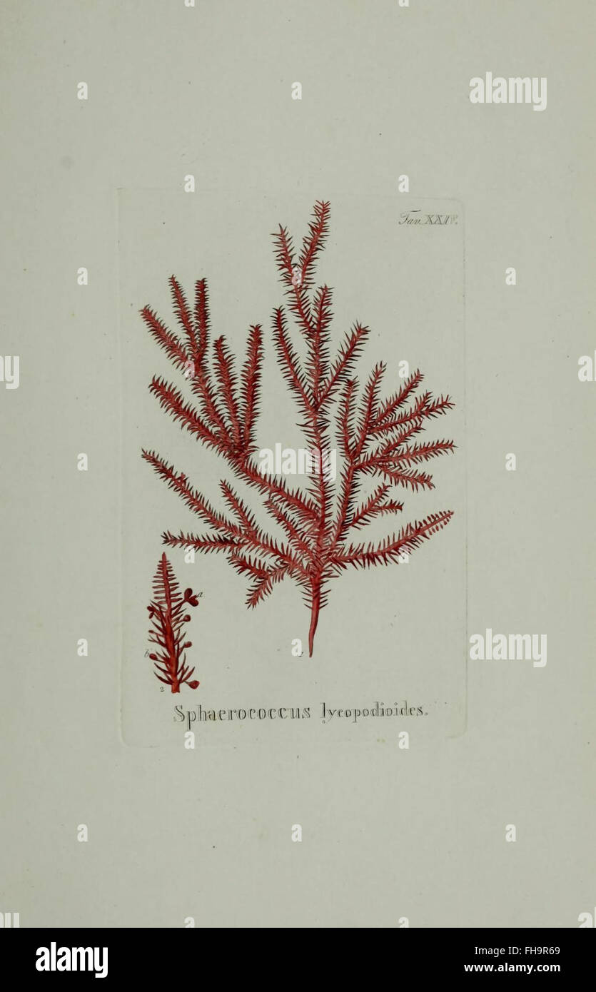 Algae Cryptogamia illustrations from the Kingdom of Naples, depicting ...