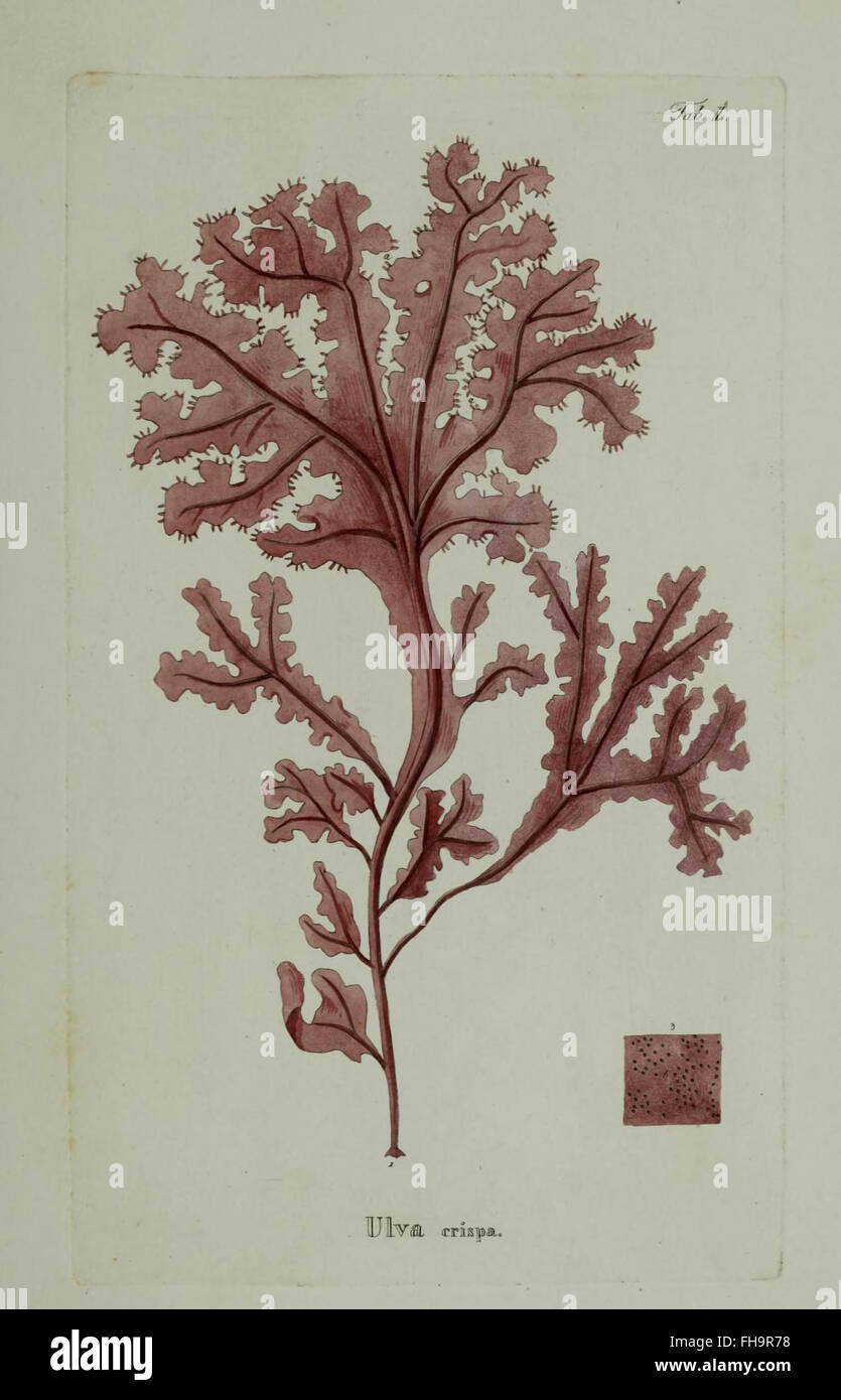 Hydrophytologiae Regni Neapolitani icones, Algae Cryptogamia Harvard ...