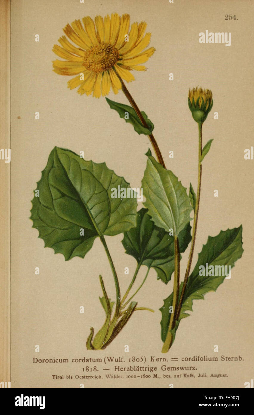 Atlas der Alpenflora, a detailed botanical atlas of Alpine flora ...