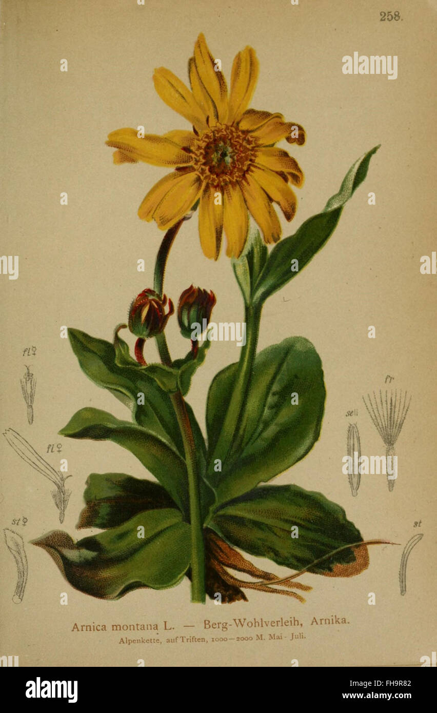 Atlas of Alpine Flora - A Comprehensive Guide to the Plants of the Alps ...