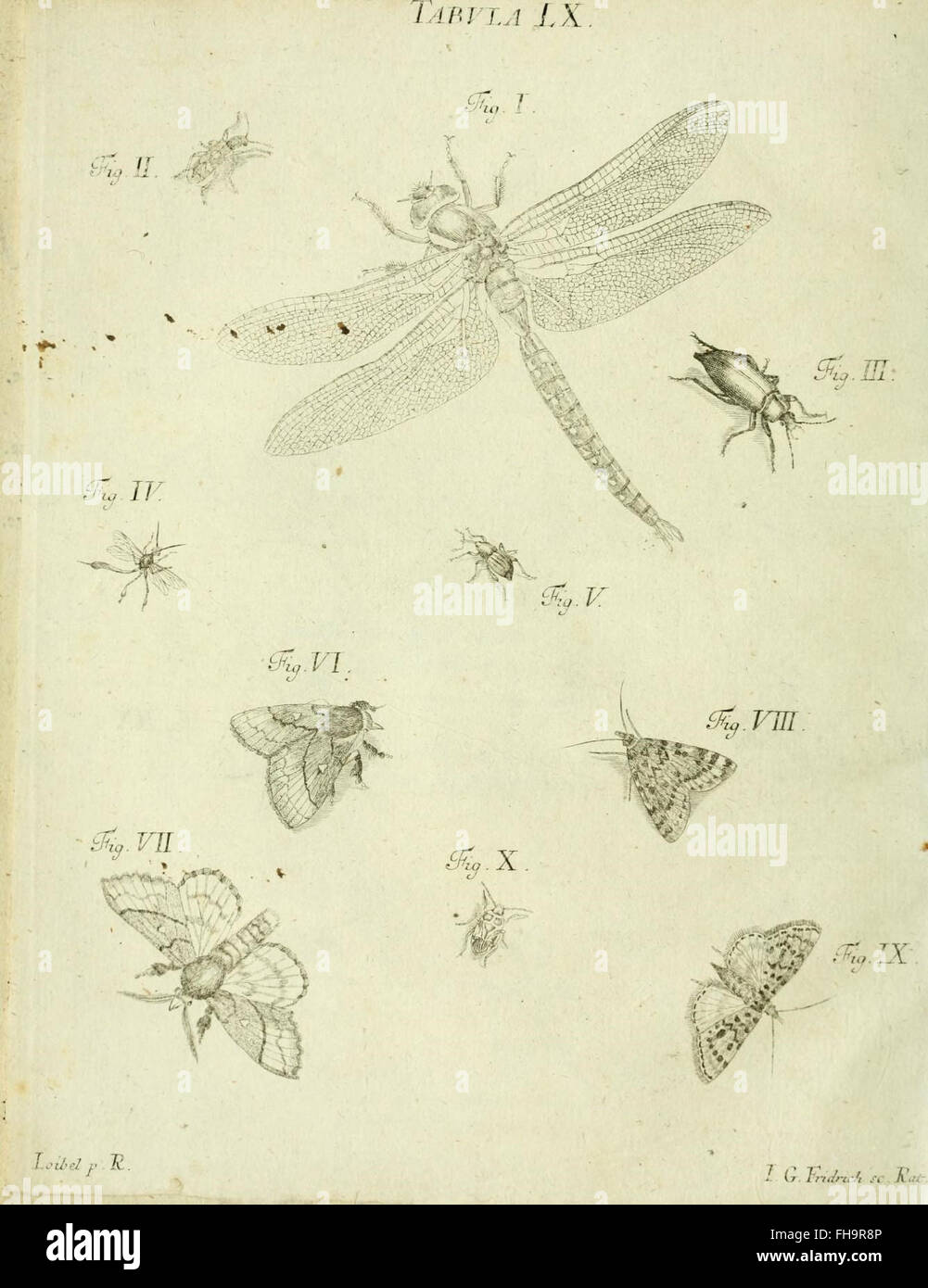 Icones insectorum circa Ratisbonam, an illustrated work by Jacob ...