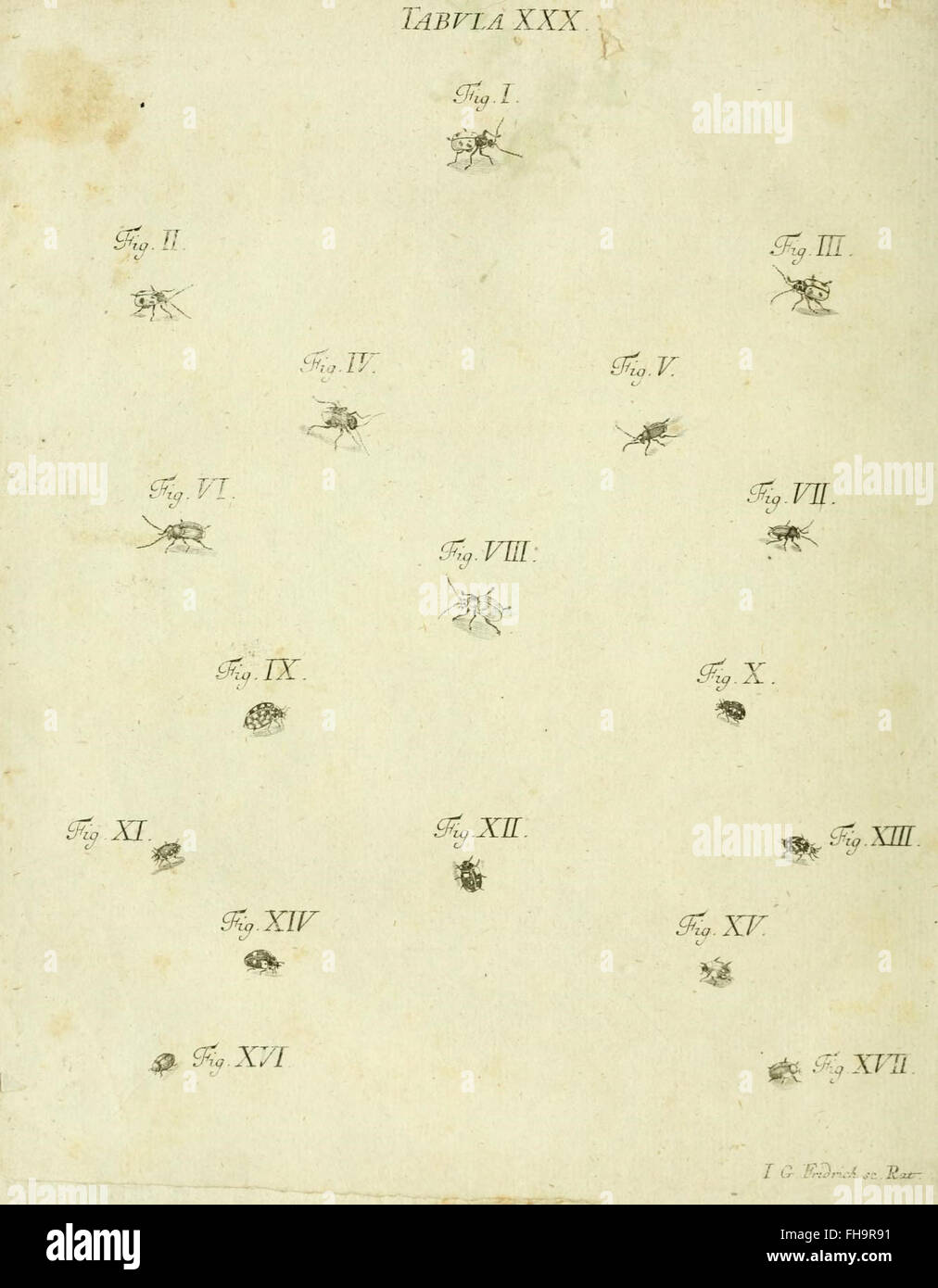 A work by Jacob Christian Shaeffer documenting the insects around ...