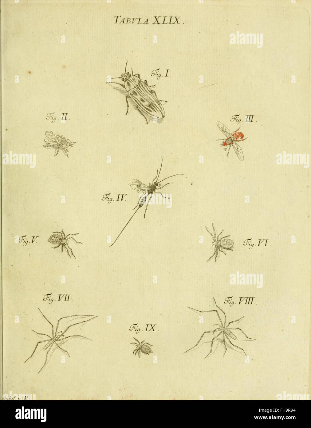 A detailed work by Jacob Christian Shaeffer, showcasing the insects ...