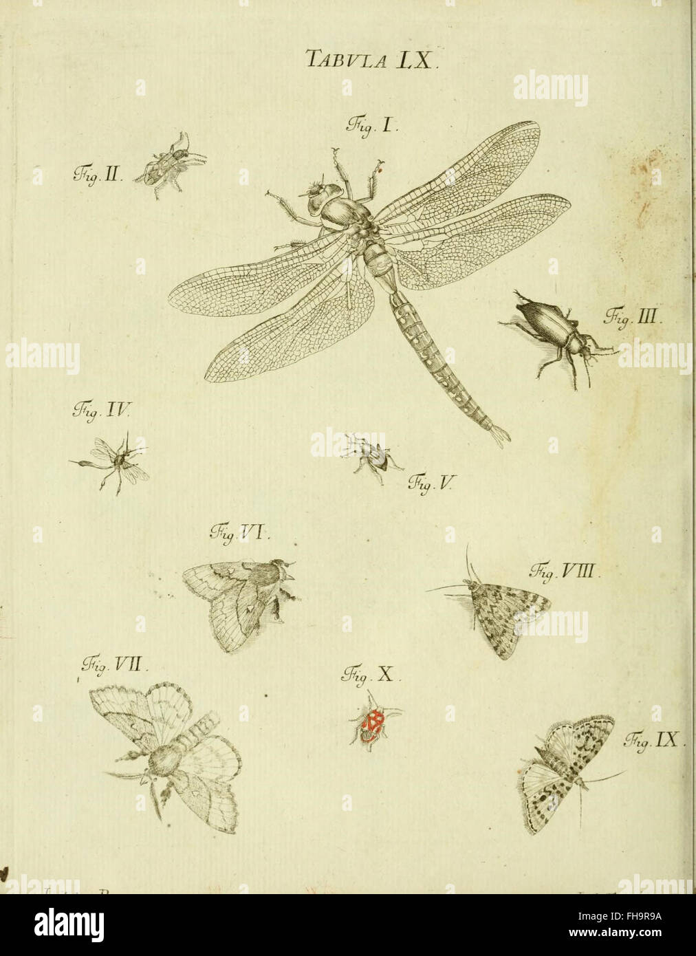 An illustrated work by Jacob Christian Shaeffer depicting insects ...