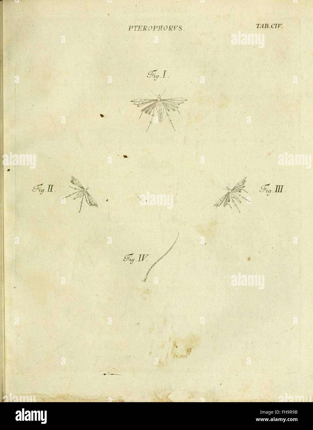 A 17th-century illustrated work by Johann Christian Shaeffer, depicting ...