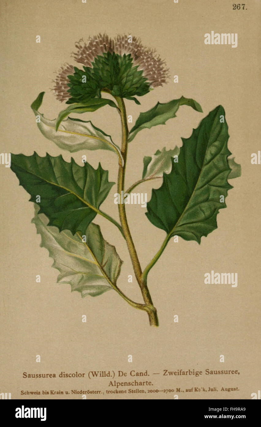 An atlas detailing the flora of the Alps, showcasing mountain plants ...