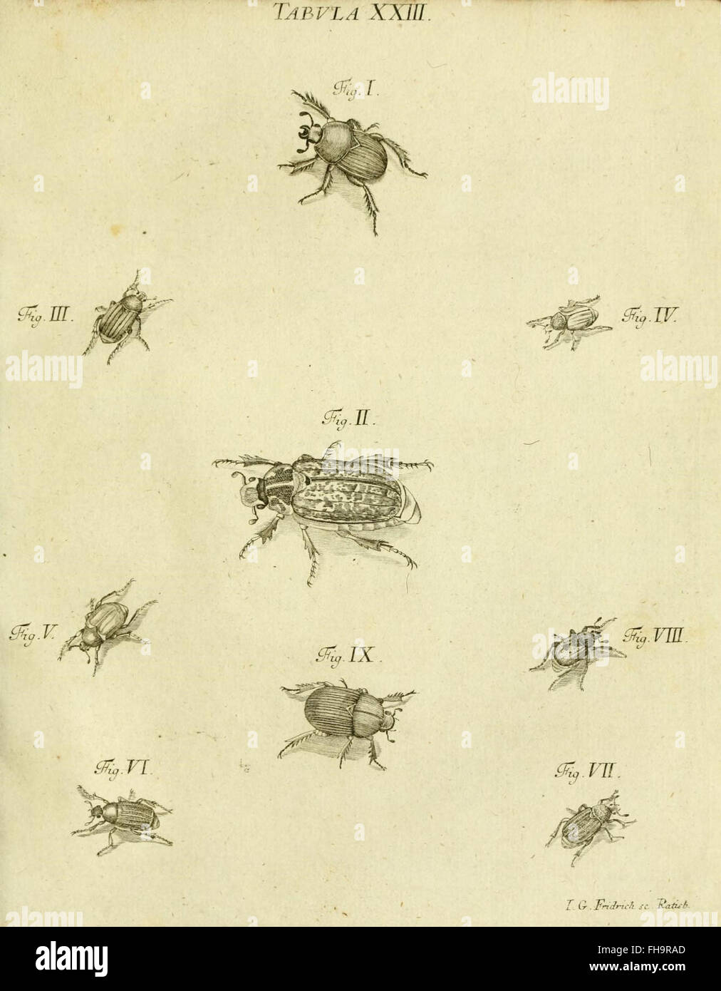 An insect illustration collection by Iacob Christian Shaeffer from ...