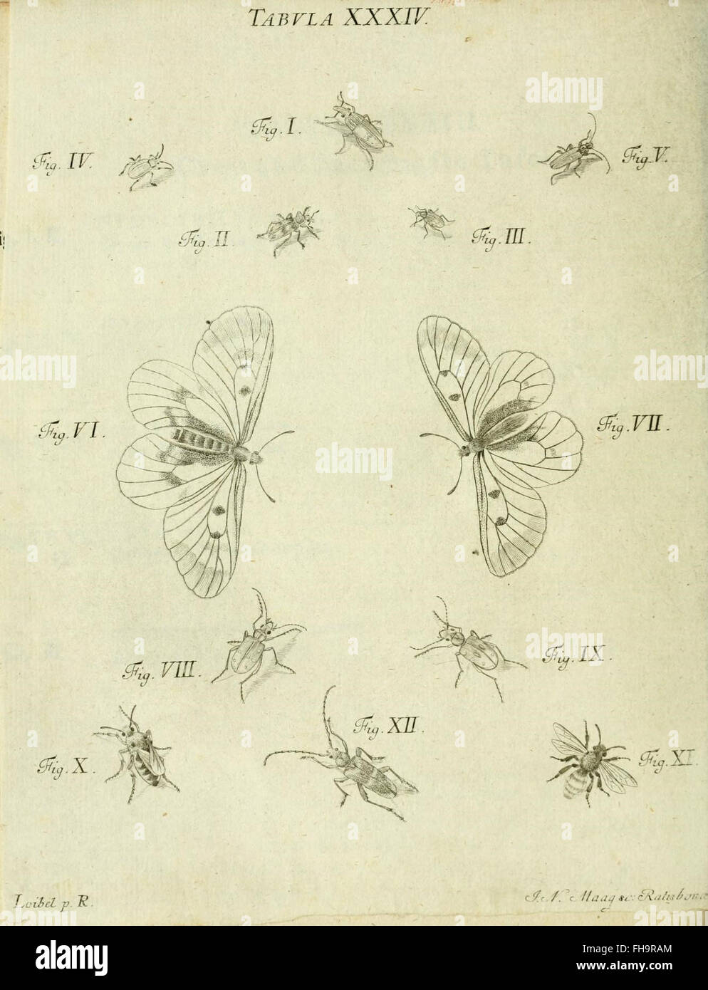 A collection of insect illustrations by Jacob Christian Shaeffer from ...