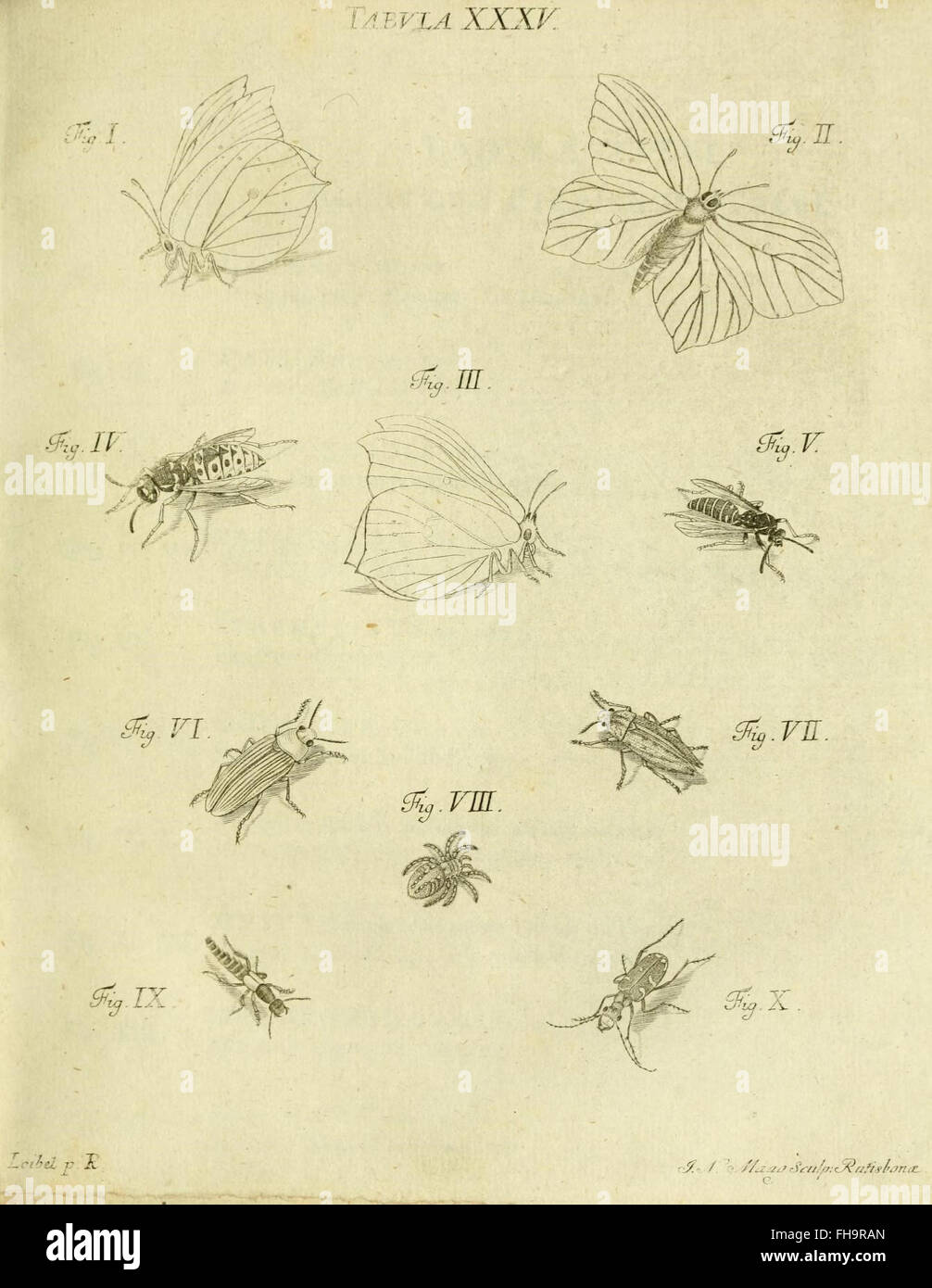 An illustrated work on the insects around Regensburg, Germany, from the ...