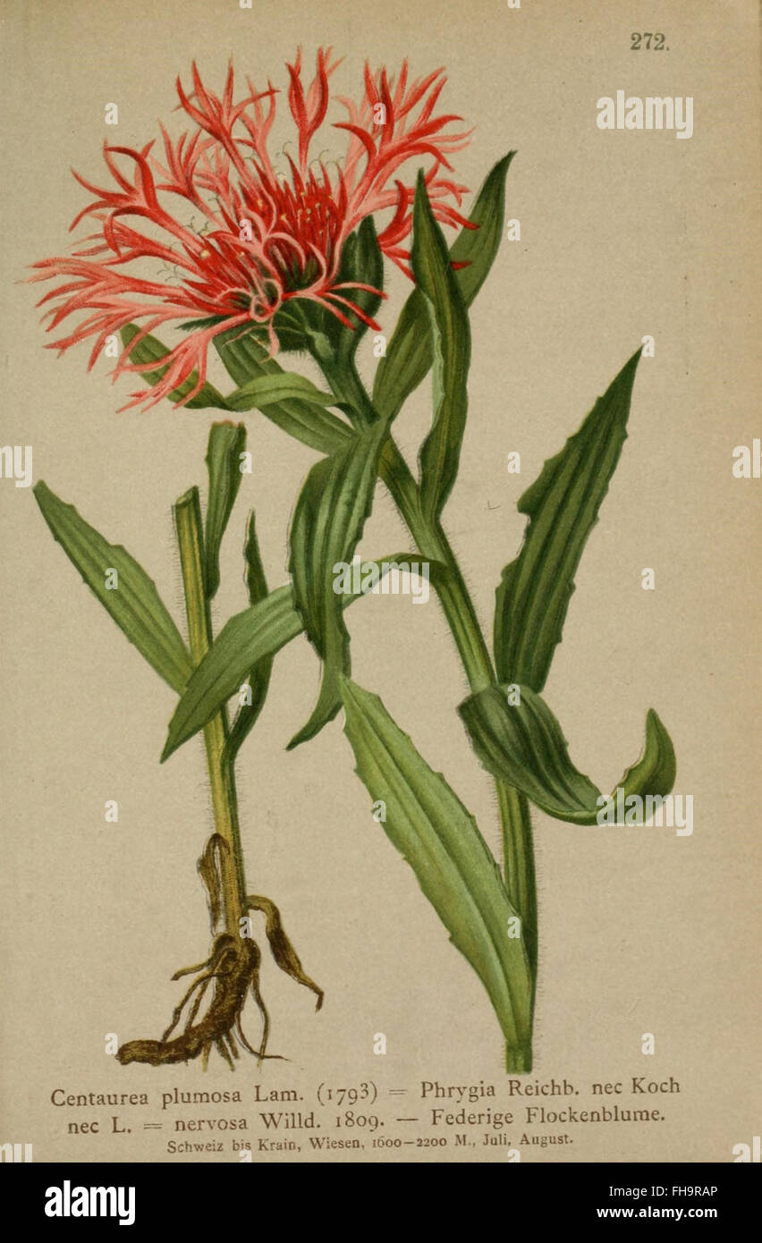 An atlas of alpine plants from the Alps, featuring detailed botanical ...